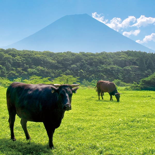 富士山與牛牛｜富士田山